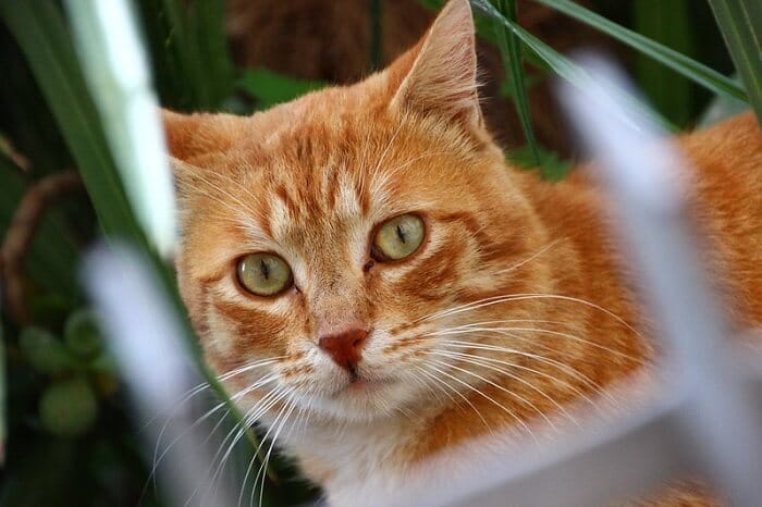 500+ Italian Cat Names That Are Bellissimo!