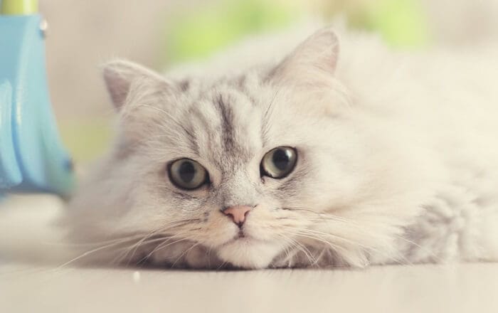 260 Popular Male And Female Korean Cat Names with Meanings
