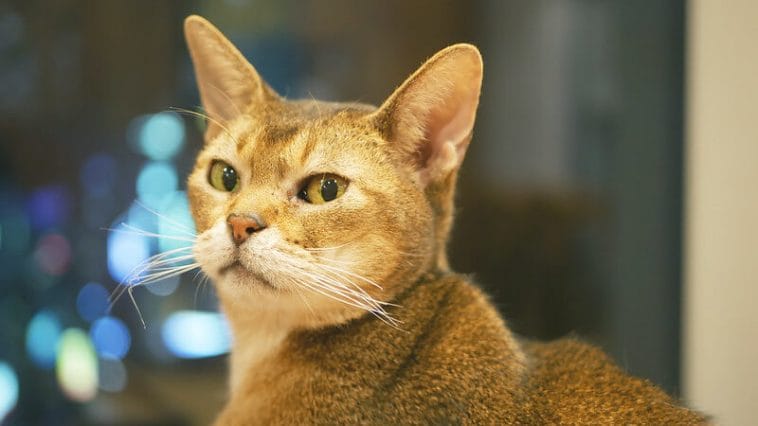 260 Popular Male And Female Korean Cat Names with Meanings