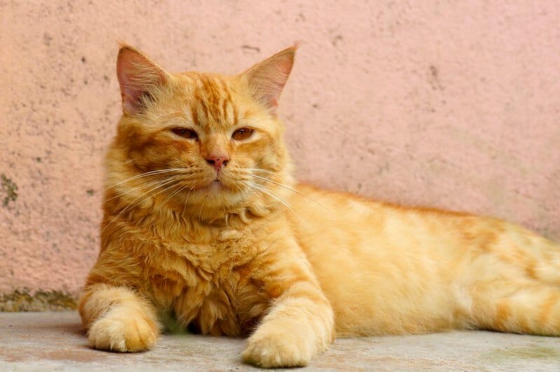 260 Popular Male And Female Korean Cat Names with Meanings