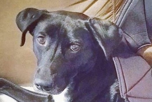 175+ Aggressive Dog Names Inspired By Demonology - PetPress