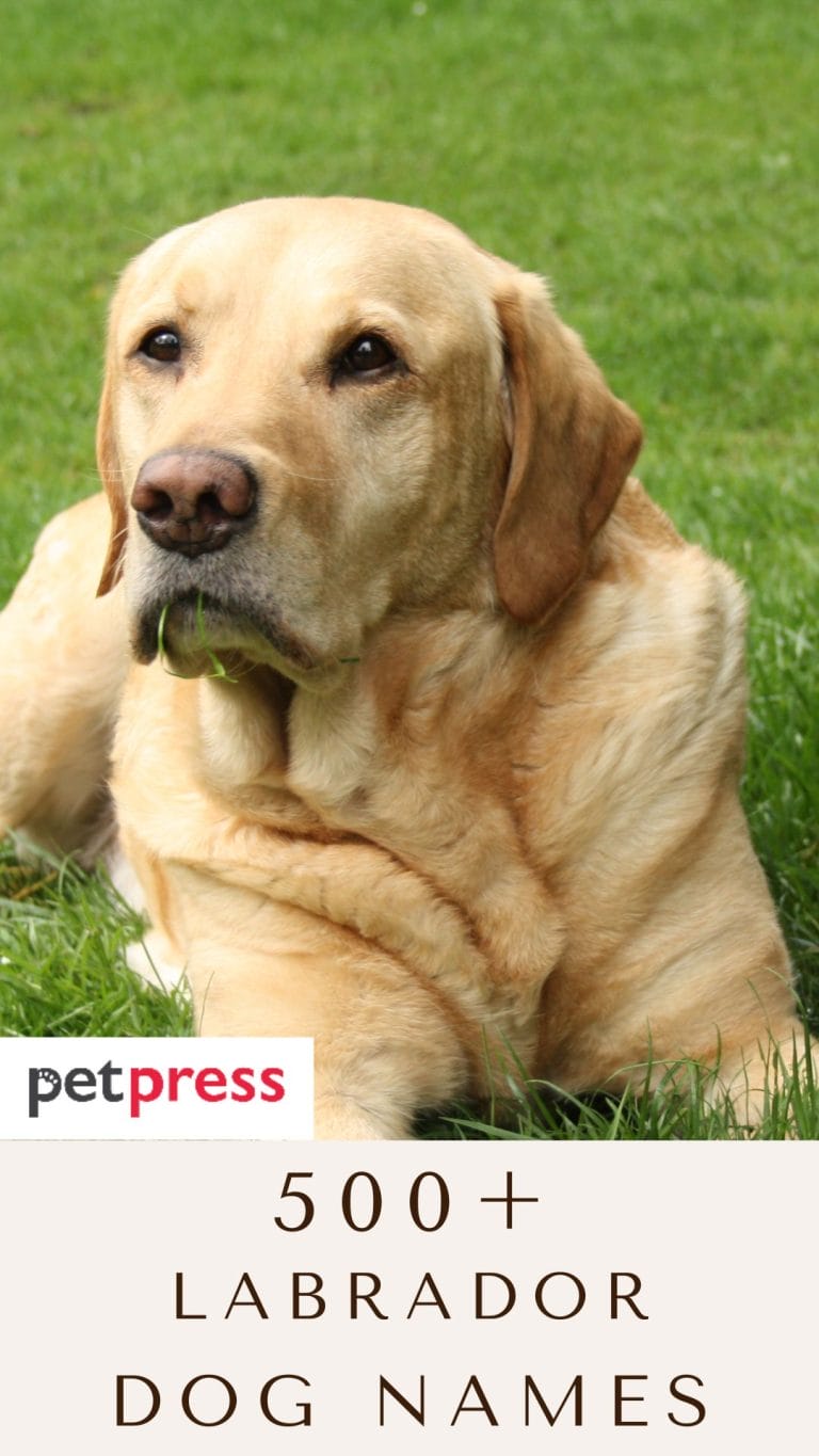 Over 500 Great Labrador Dog Name Ideas For Any Taste - PetPress