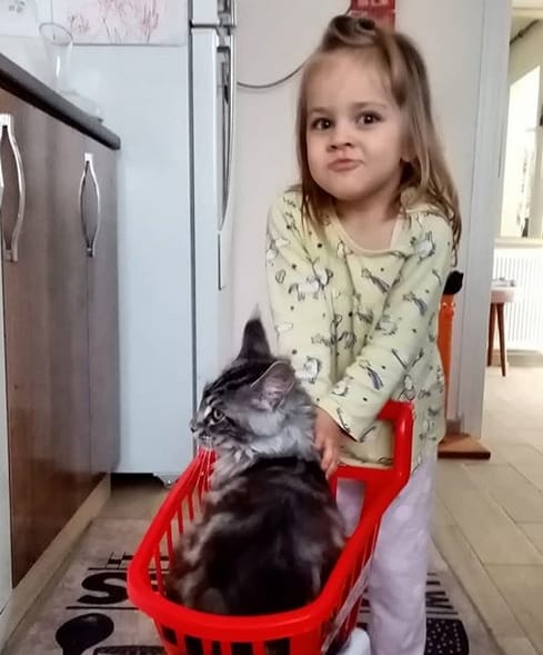 16 Hilarious Pictures of Maine Coons Showing Activities You Can Do ...