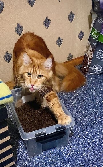 16 Hilarious Pictures of Maine Coons Showing Activities You Can Do ...