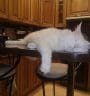 16 Hilarious Pictures of Maine Coons Showing Activities You Can Do ...