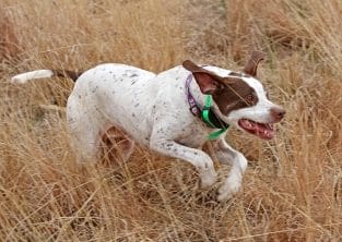 Hunting Dog Names - 380 Best Names for Hunting Dogs - PetPress