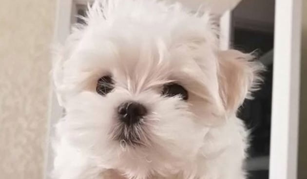 Top 145 Most Popular Maltese Dog Names - PetPress