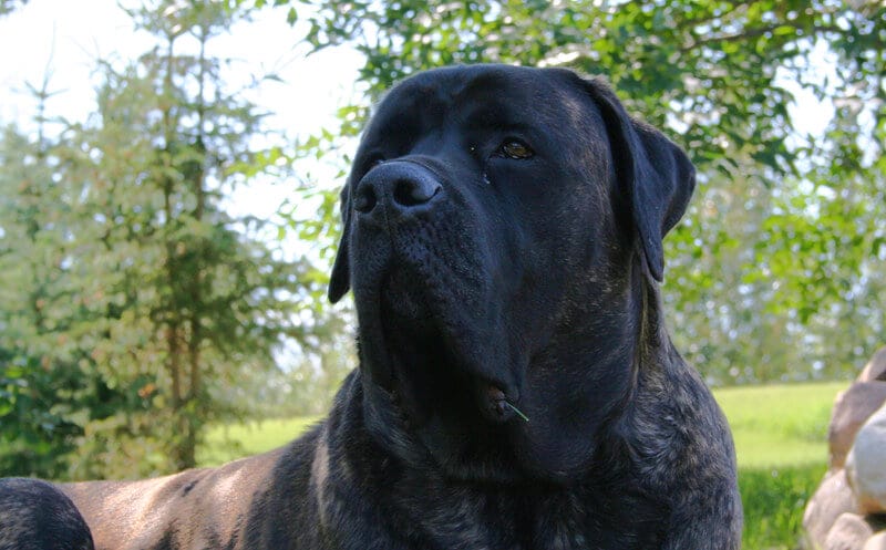 160 Best Names for Big Male Dogs - PetPress