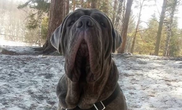 Top 140 Best Neapolitan Mastiff Dog Names - PetPress