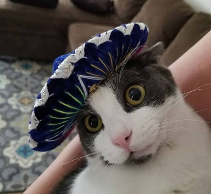 430 Mexican Cat Names – The Ultimate List Of Kitten Name Ideas