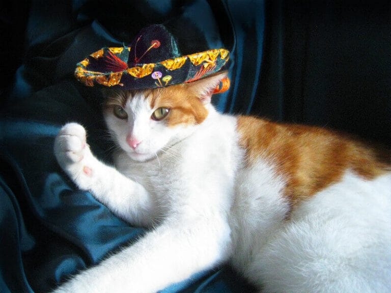 430 Mexican Cat Names – The Ultimate List Of Kitten Name Ideas
