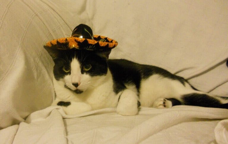 430 Mexican Cat Names – The Ultimate List Of Kitten Name Ideas