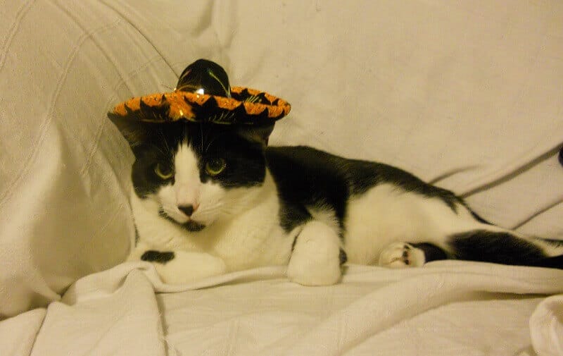 430 Mexican Cat Names – The Ultimate List Of Kitten Name Ideas