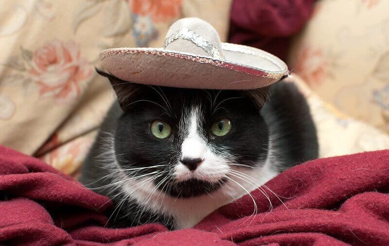 430 Mexican Cat Names – The Ultimate List Of Kitten Name Ideas