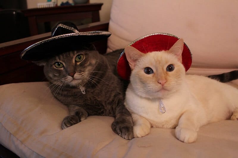 430 Mexican Cat Names – The Ultimate List Of Kitten Name Ideas