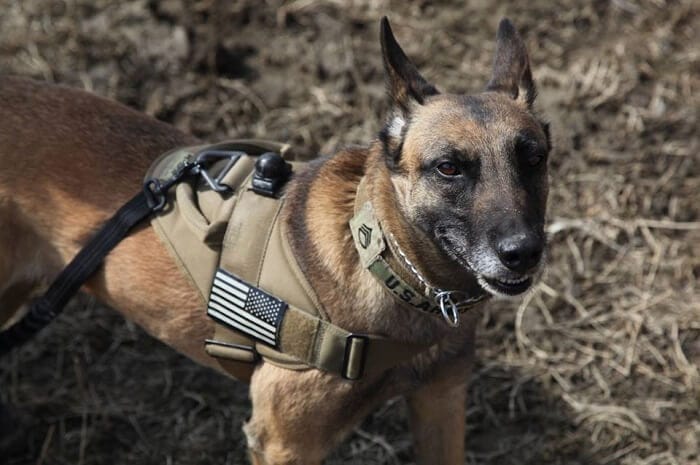350 Military Dog Names for Your Patriotic Puppy - PetPress