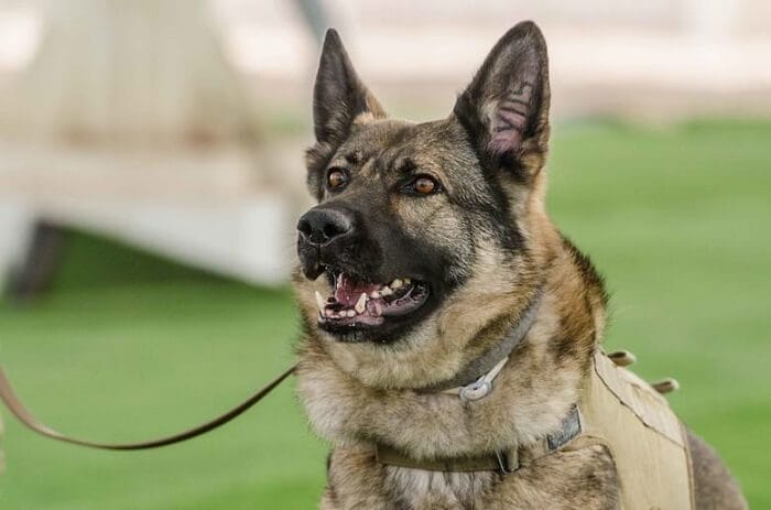 350 Military Dog Names for Your Patriotic Puppy - PetPress