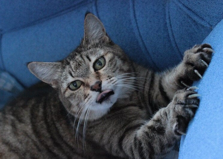 Top 100 Mischievous Cat Names For Your Mischievous Kitten