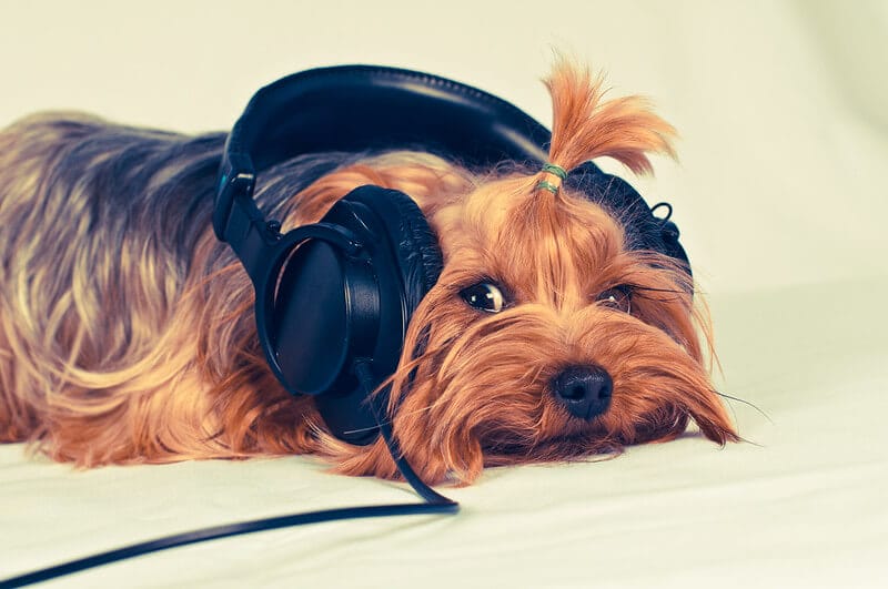 500 Music Dog Names Inspired by Rock, Country & Rap Music - PetPress