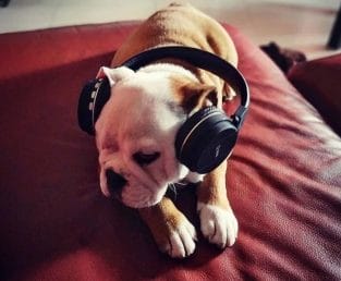 500 Music Dog Names Inspired by Rock, Country & Rap Music - PetPress