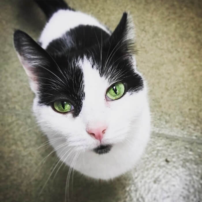 300 Mystical Cat Names for Your Magical Kitten