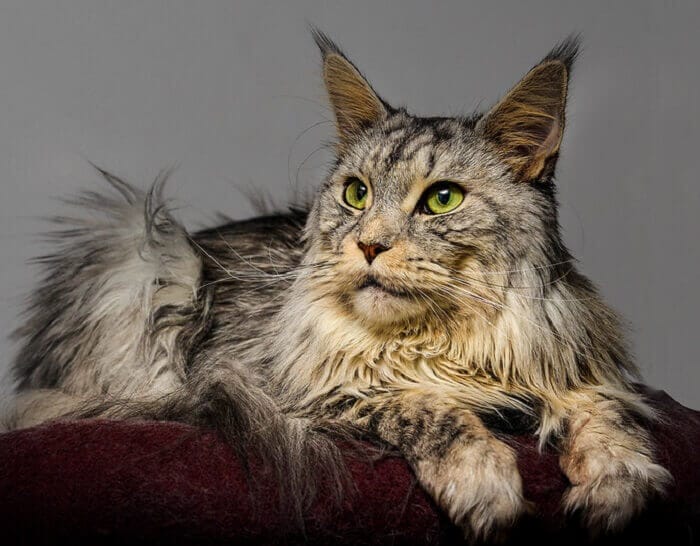 Native American Cat Names (140 Meaningful Names)