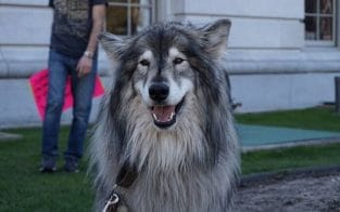 370 Native American Dog Names with Meanings - PetPress