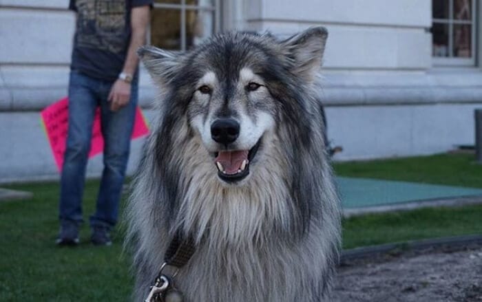 370 Native American Dog Names with Meanings - PetPress