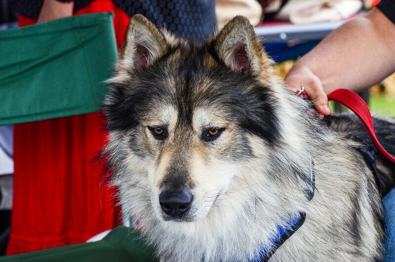 370 Native American Dog Names with Meanings - PetPress