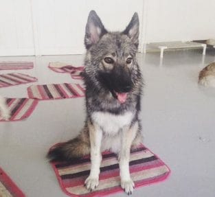 370 Native American Dog Names with Meanings - PetPress