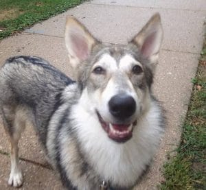 370 Native American Dog Names with Meanings - PetPress