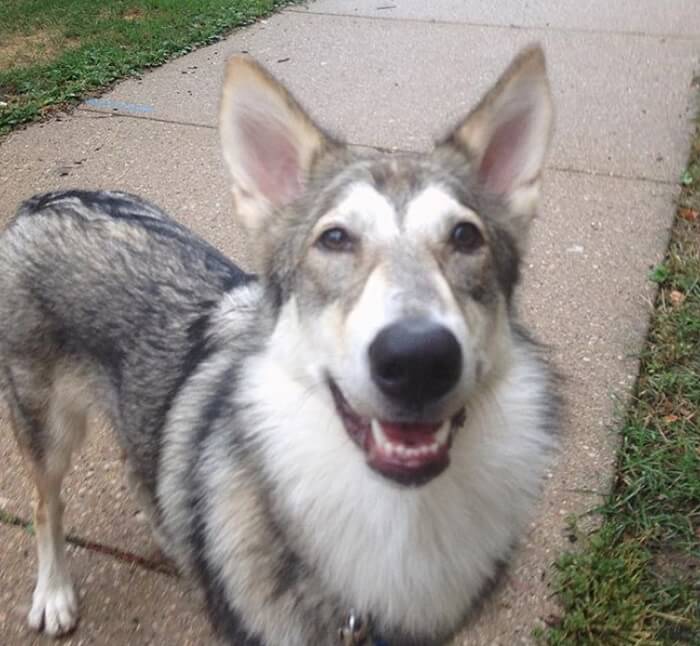 370 Native American Dog Names with Meanings - PetPress