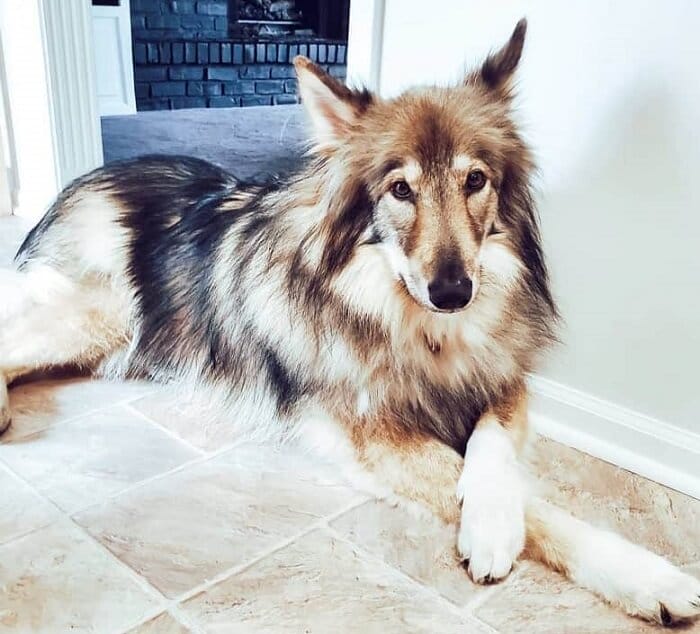 370 Native American Dog Names with Meanings - PetPress