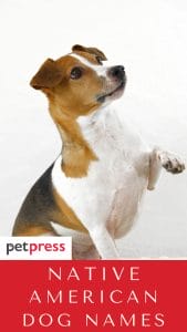 370 Native American Dog Names with Meanings - PetPress