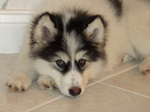 370 Native American Dog Names with Meanings - PetPress