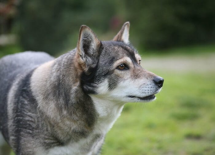 370 Native American Dog Names with Meanings - PetPress