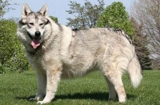 370 Native American Dog Names with Meanings - PetPress