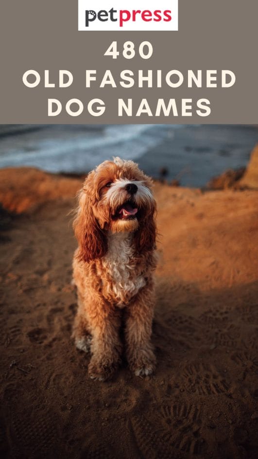 480 Old-Fashioned Dog Name Ideas With Enduring Charm - PetPress
