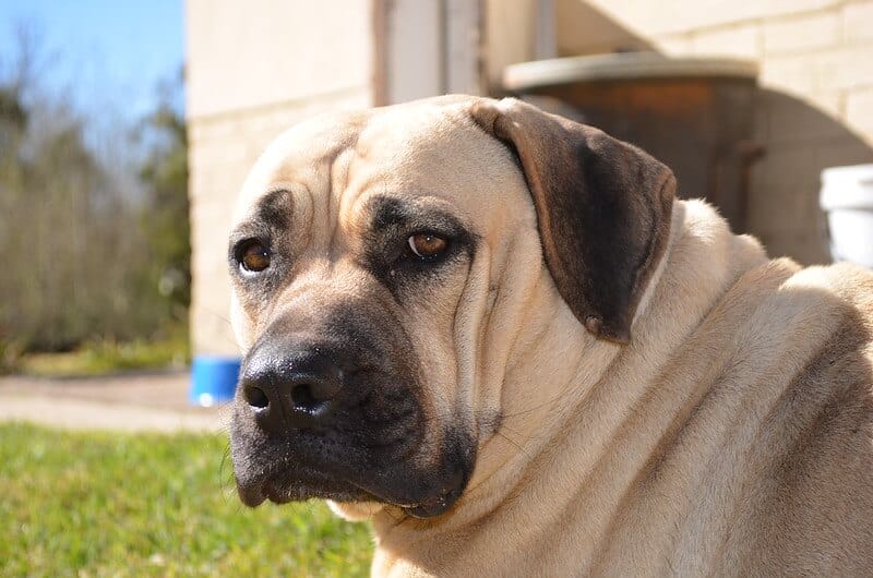 480 Old Fashioned Dog Names - Old School Dog Name Ideas - PetPress