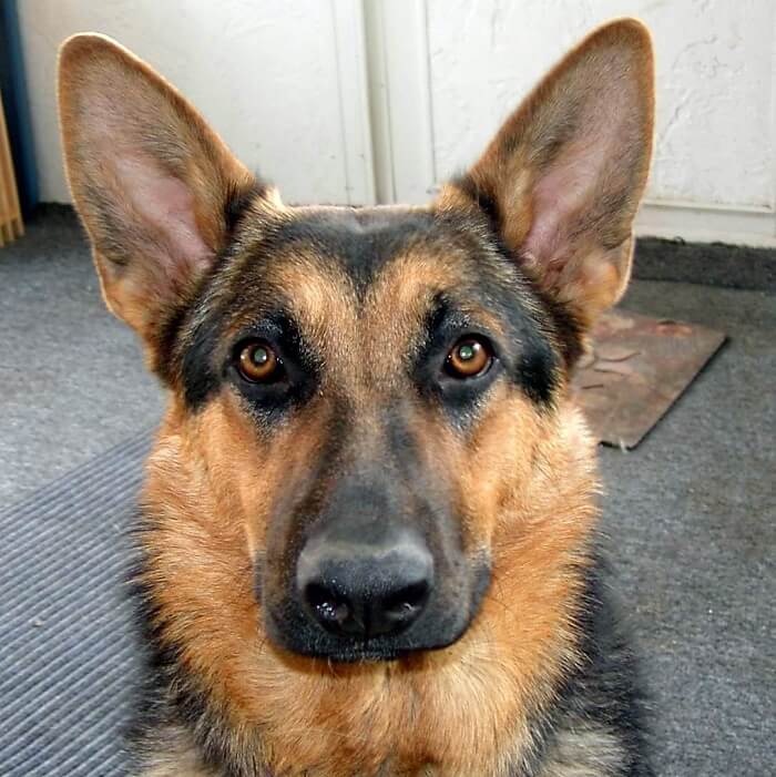 480 Old Fashioned Dog Names - Old School Dog Name Ideas - PetPress