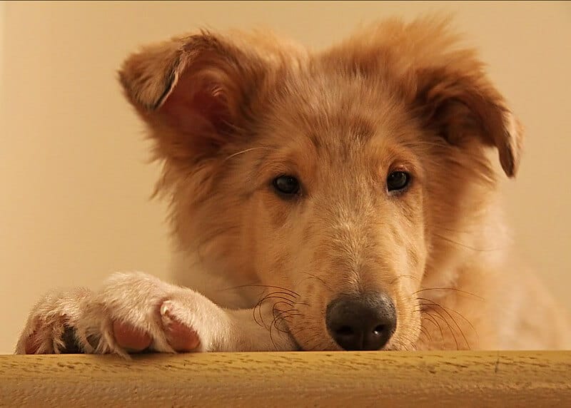 Top 200 Old Man Names for Dogs - PetPress