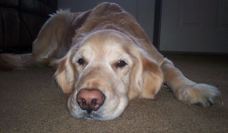 Top 200 Old Man Names for Dogs - PetPress