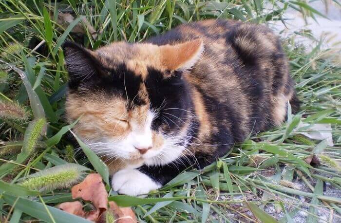 Best 500+ Tortoiseshell Cat Names - The Ultimate List - PetPress