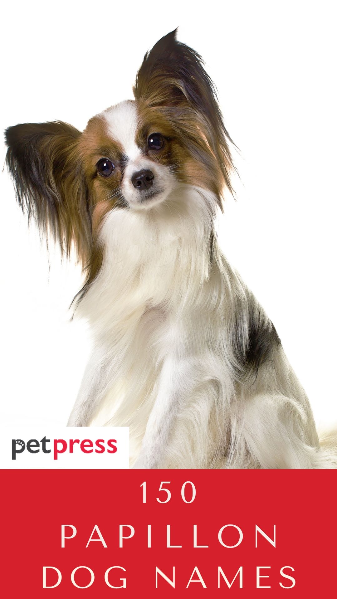 Top 150 Best Papillon Dog Names - PetPress