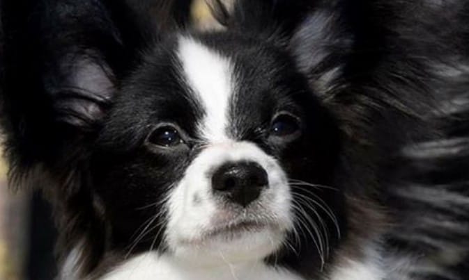 Top 150 Best Papillon Dog Names - PetPress