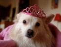 Princess Dog Names - 160 Elegant Dog Names for Girl Puppies - PetPress