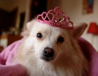 Princess Dog Names - 160 Elegant Dog Names for Girl Puppies - PetPress