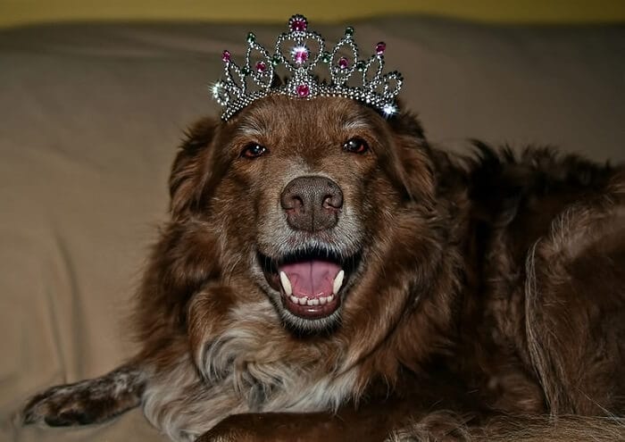 Princess Dog Names - 160 Elegant Dog Names for Girl Puppies - PetPress