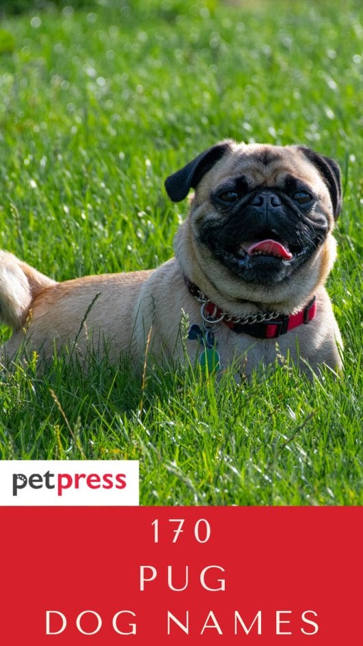 Top 107 Best Pug Dog Names For Your Cute Puppy