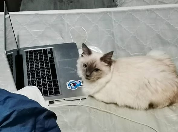 15 Funny Pictures of Ragdoll Cats Who Know Exactly How To Spend The ...